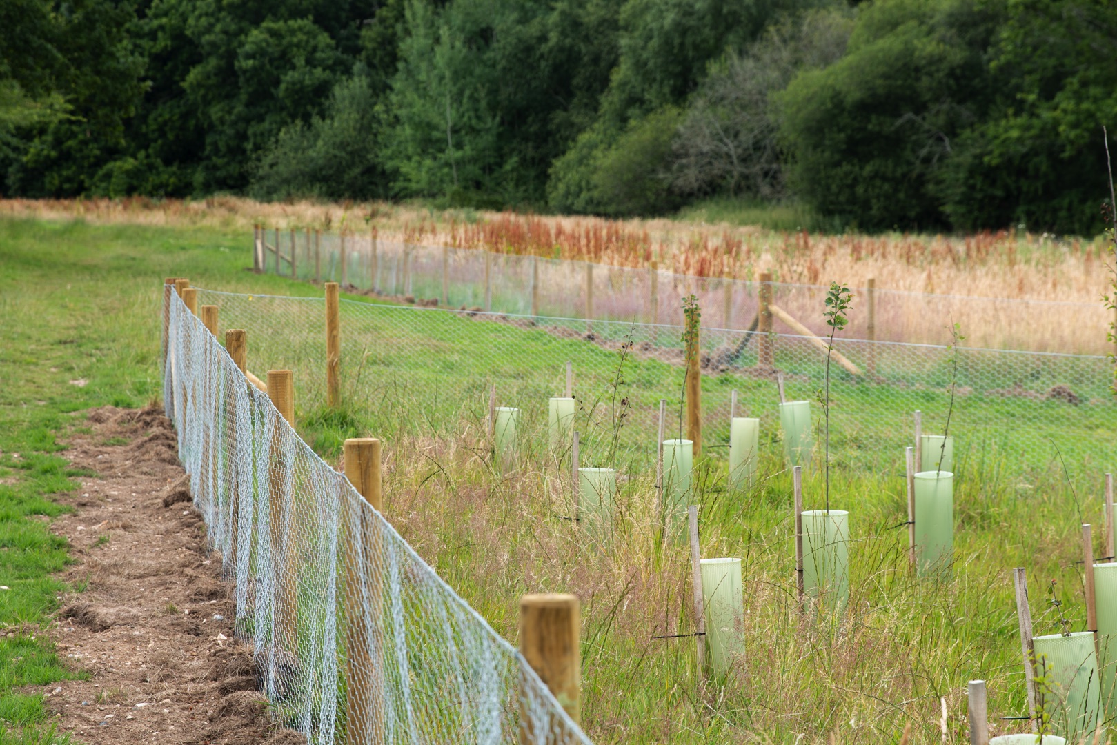 Tree Protection Fencing - Commercial Fencing Contractors